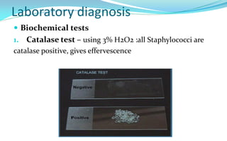 3 staphylococcus.pdf