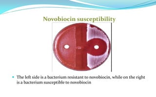 3 staphylococcus.pdf