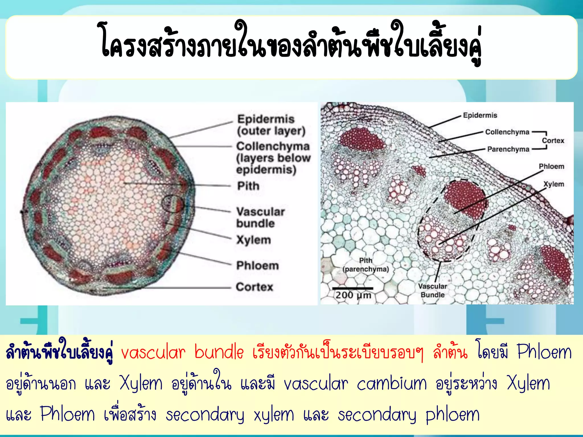 structure and function of the stem | PDF