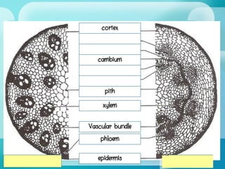 structure and function of the stem | PDF