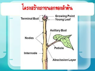 structure and function of the stem | PDF