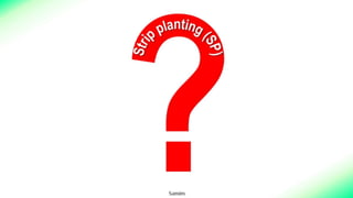 Strip Planting - Climate Smart Agriculture | PPT