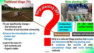 Strip Planting - Climate Smart Agriculture | PPT
