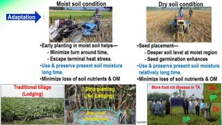 Strip Planting - Climate Smart Agriculture | PPT