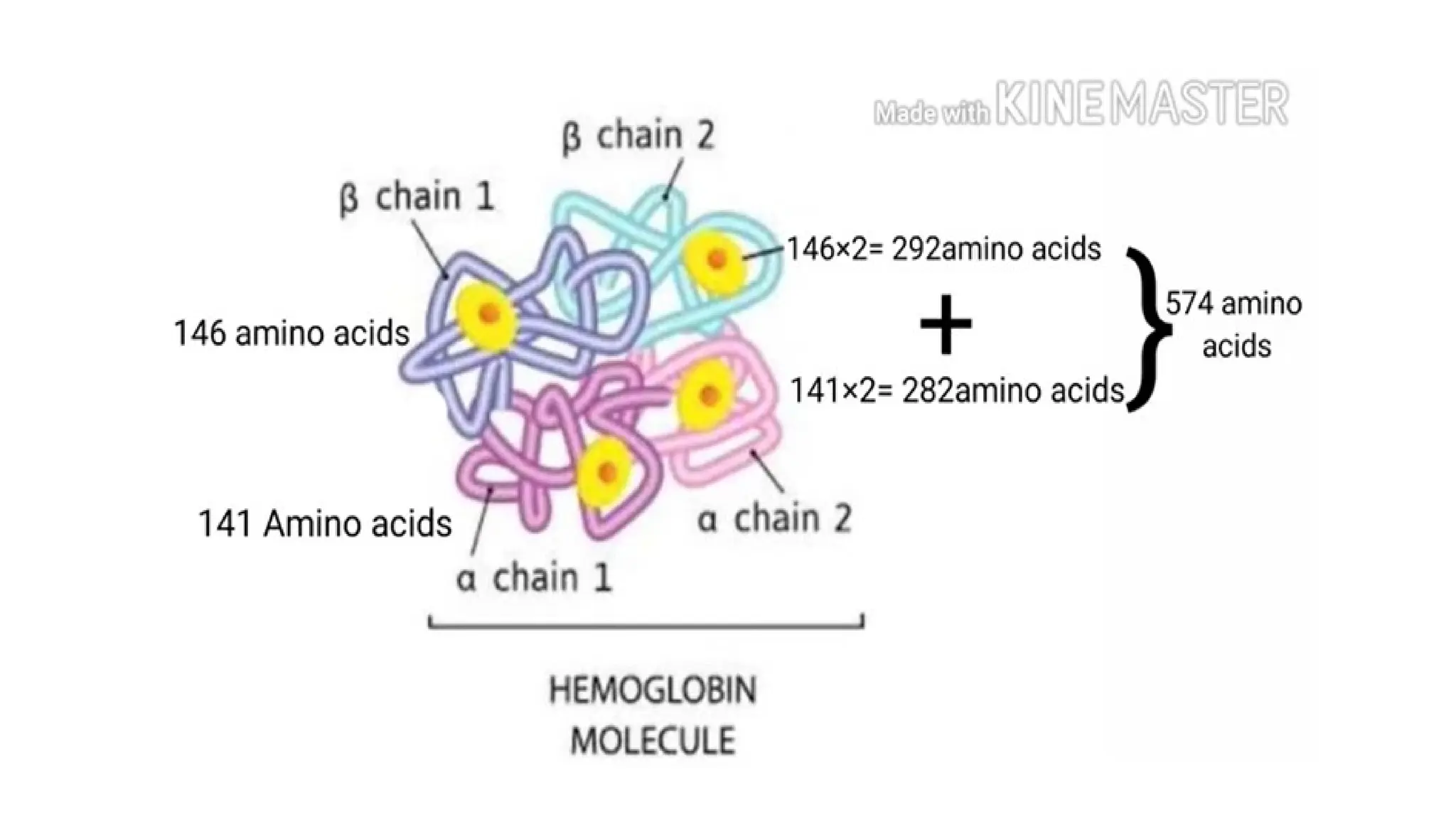 DPT - Physiology - II (Blood Physiology) Structure function, production ...