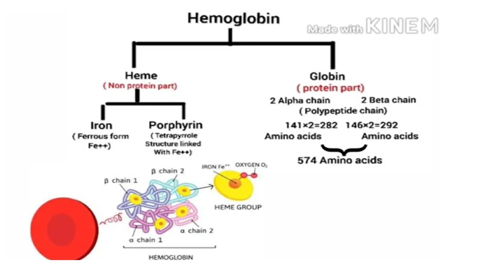 DPT - Physiology - II (Blood Physiology) Structure function, production ...