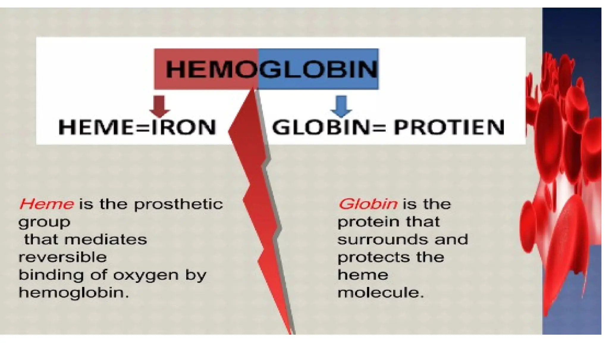 DPT - Physiology - II (Blood Physiology) Structure function, production ...