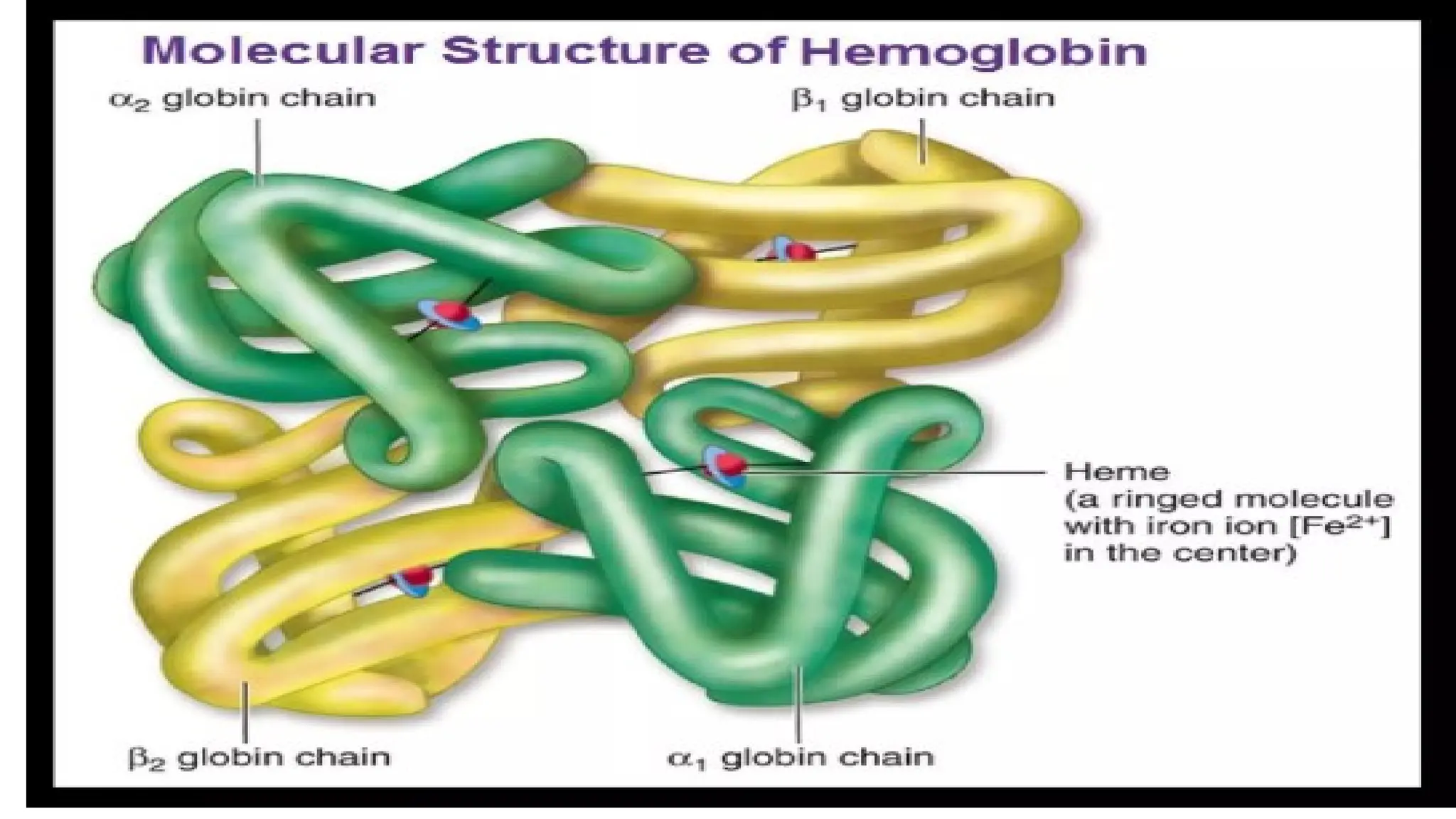 DPT - Physiology - II (Blood Physiology) Structure function, production ...