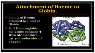 DPT - Physiology - II (Blood Physiology) Structure function, production ...