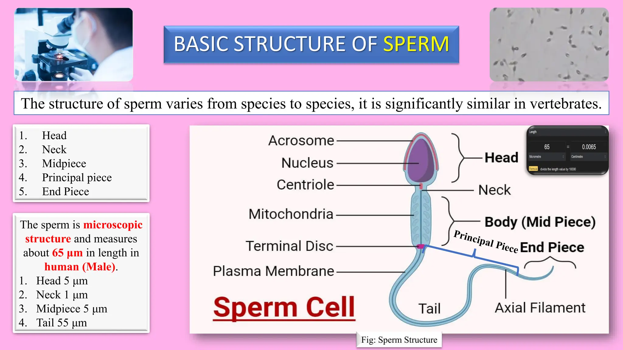 Structure of Sperm / Spermatozoon .pdf