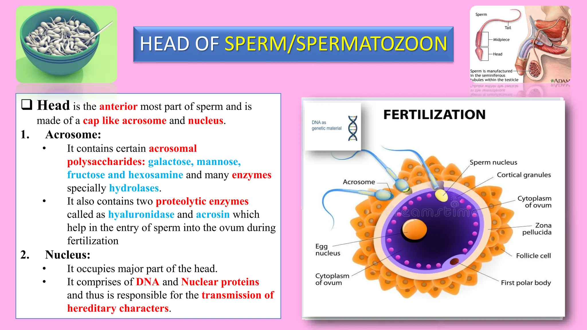 Structure of Sperm / Spermatozoon .pdf
