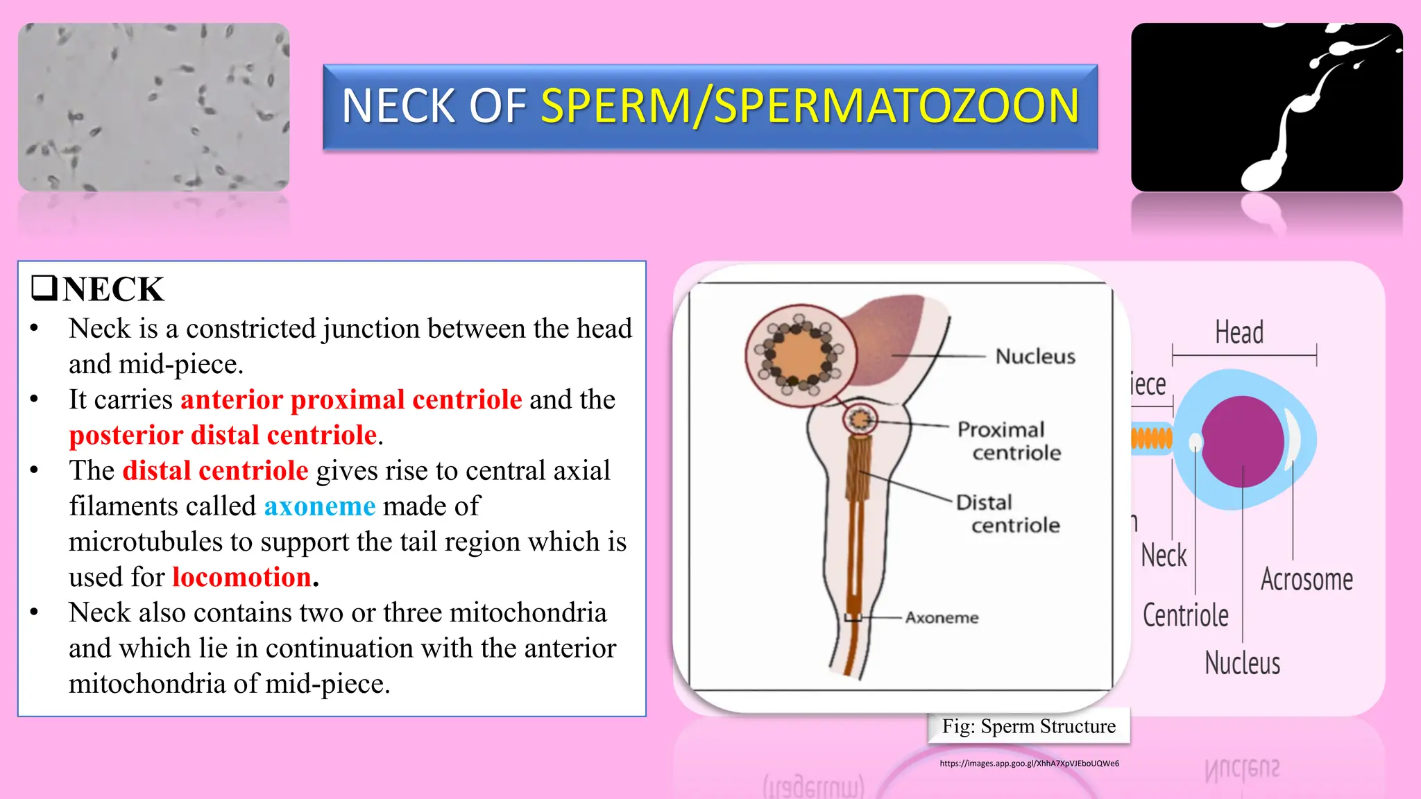 Structure of Sperm / Spermatozoon .pdf | Infertility | Reproductive Health