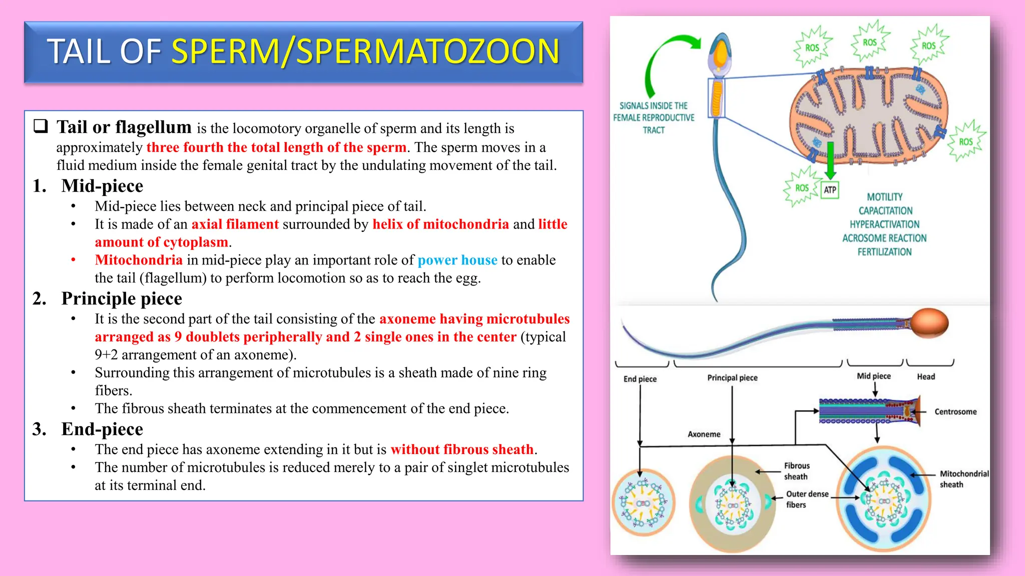 Structure of Sperm / Spermatozoon .pdf