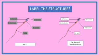 Structure of Sperm / Spermatozoon .pdf