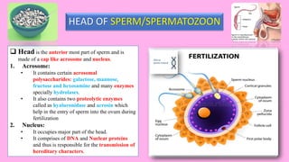 Structure of Sperm / Spermatozoon .pdf