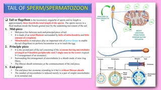 Structure of Sperm / Spermatozoon .pdf