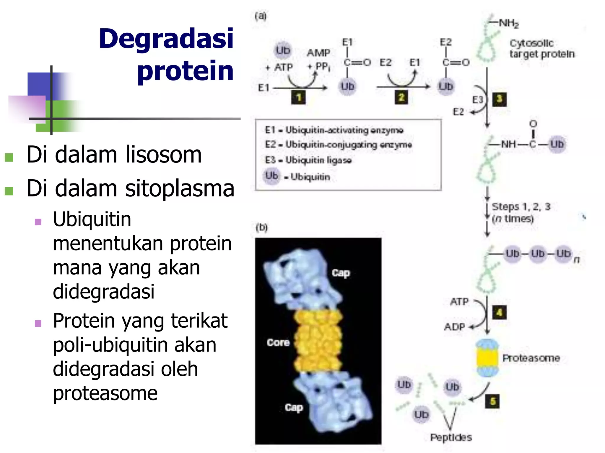 3 struktur fungsi protein.ppt
