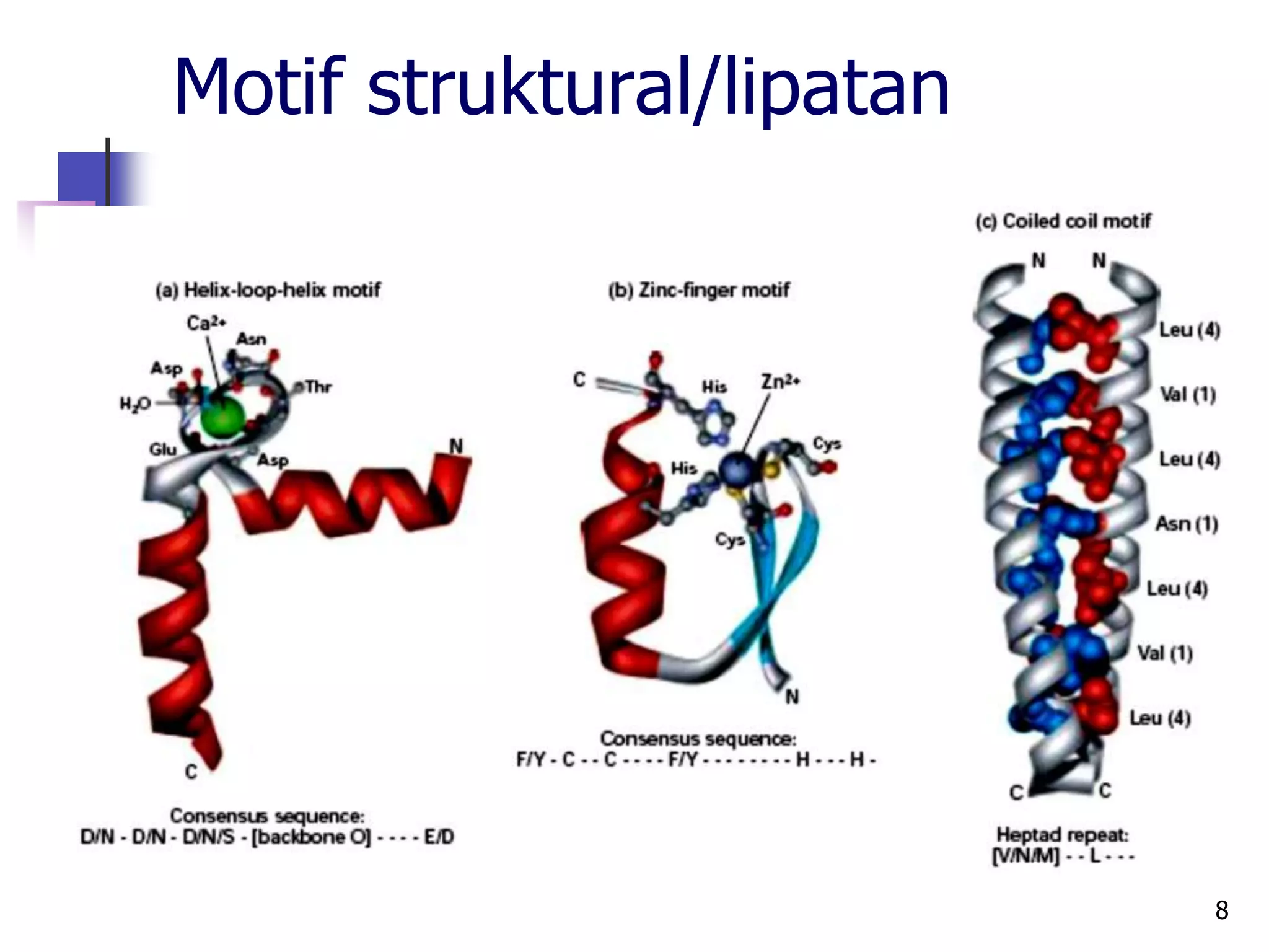 3 struktur fungsi protein.ppt
