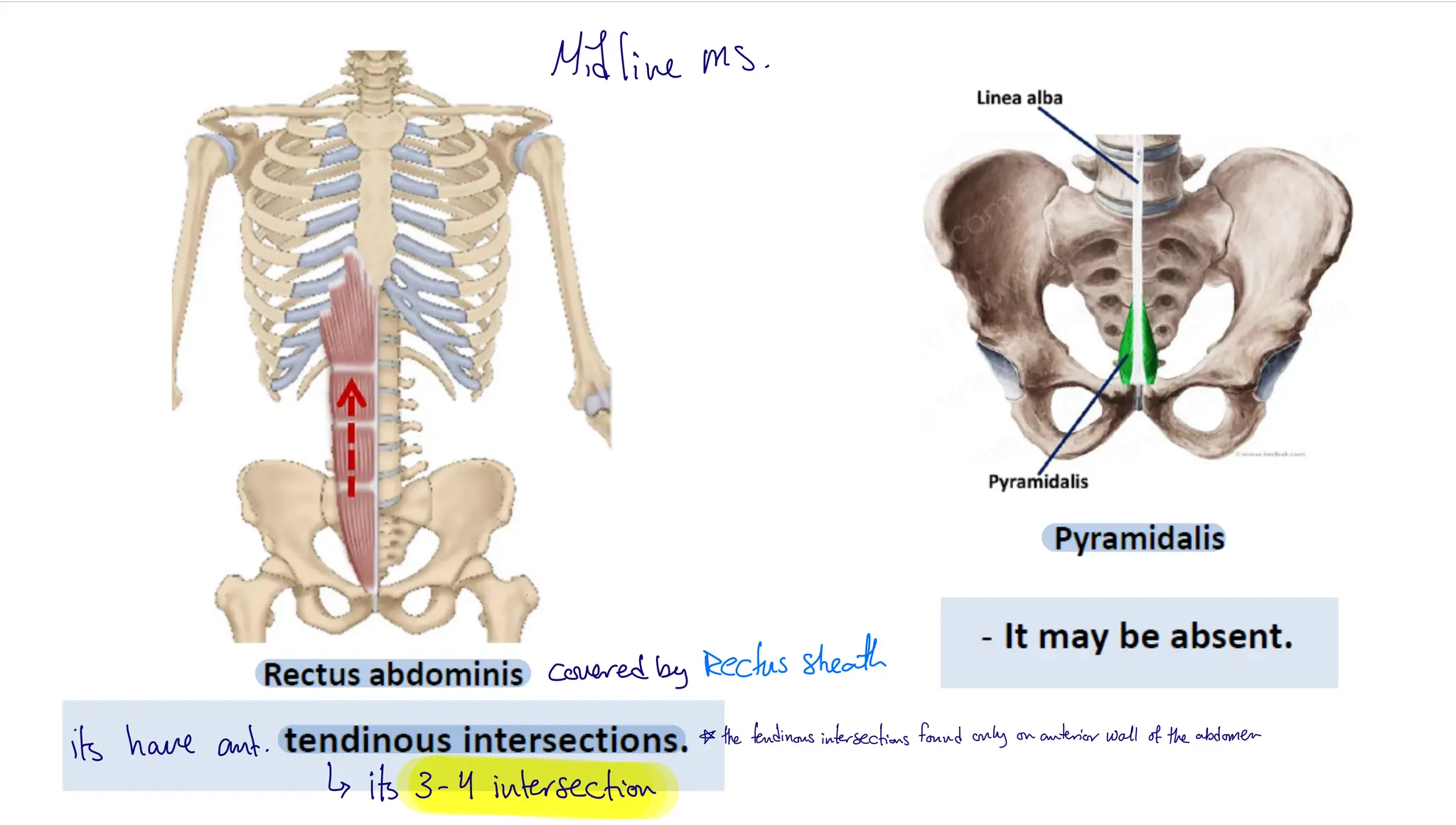 A full description of detailed Surgical _Anatomy_of the abdominal_Wall ...