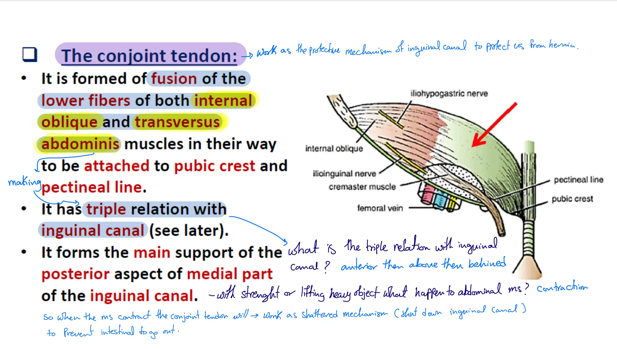 A full description of detailed Surgical _Anatomy_of the abdominal_Wall ...