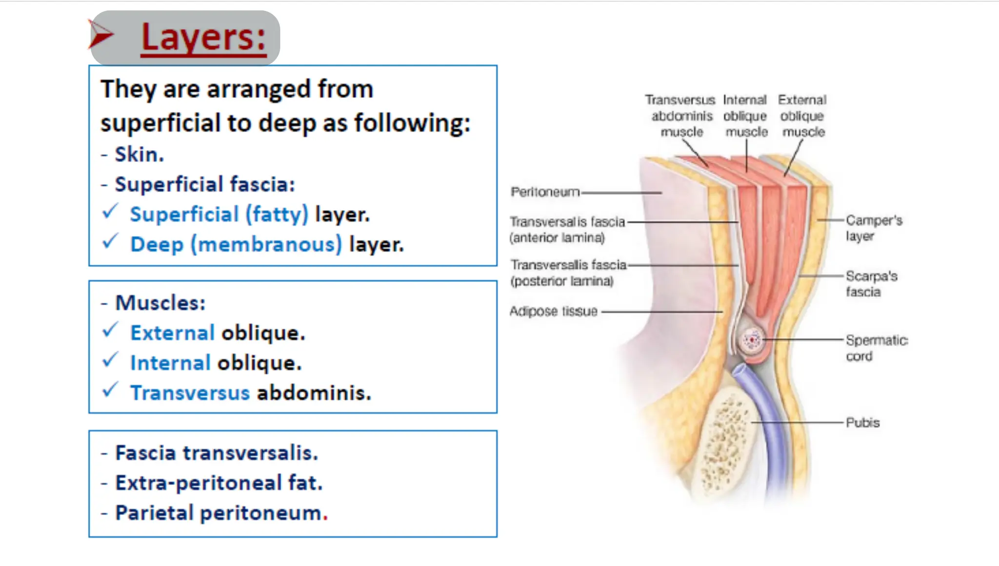 A full description of detailed Surgical _Anatomy_of the abdominal_Wall ...