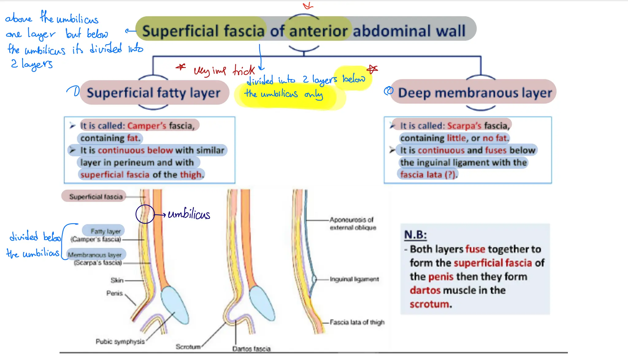 A full description of detailed Surgical _Anatomy_of the abdominal_Wall ...