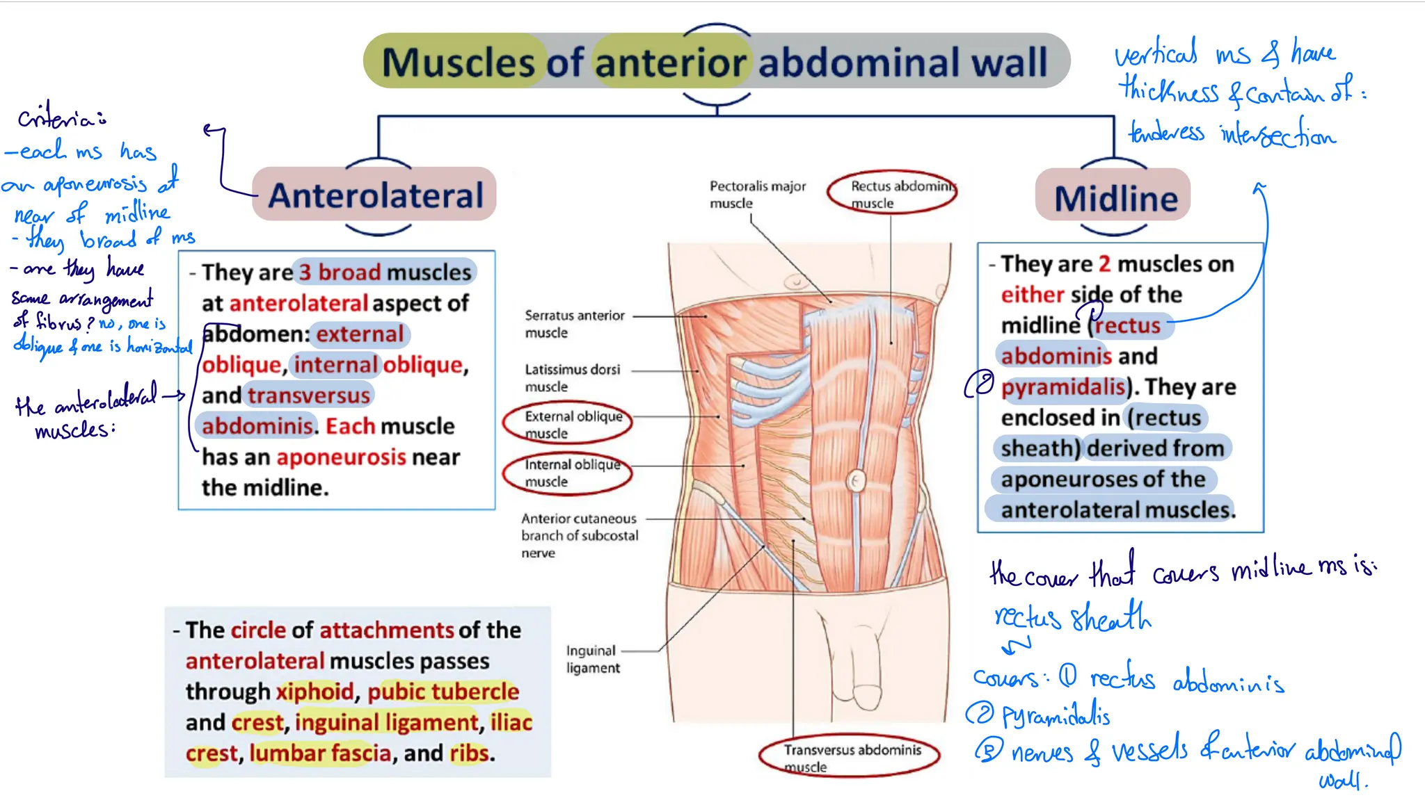 A full description of detailed Surgical _Anatomy_of the abdominal_Wall ...
