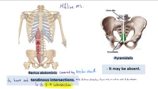 A full description of detailed Surgical _Anatomy_of the abdominal_Wall ...