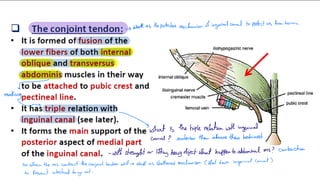 A full description of detailed Surgical _Anatomy_of the abdominal_Wall ...