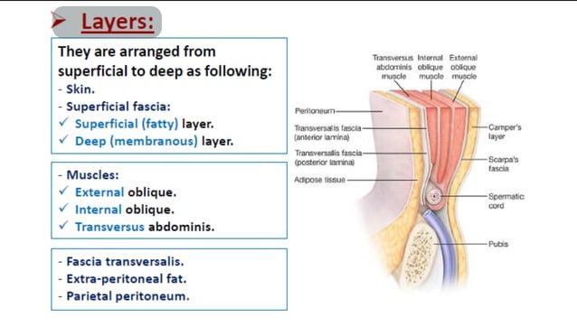 A full description of detailed Surgical _Anatomy_of the abdominal_Wall ...