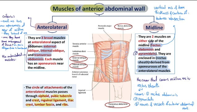 A full description of detailed Surgical _Anatomy_of the abdominal_Wall ...