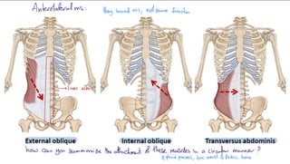 A full description of detailed Surgical _Anatomy_of the abdominal_Wall ...