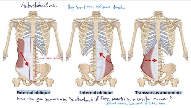 A full description of detailed Surgical _Anatomy_of the abdominal_Wall ...