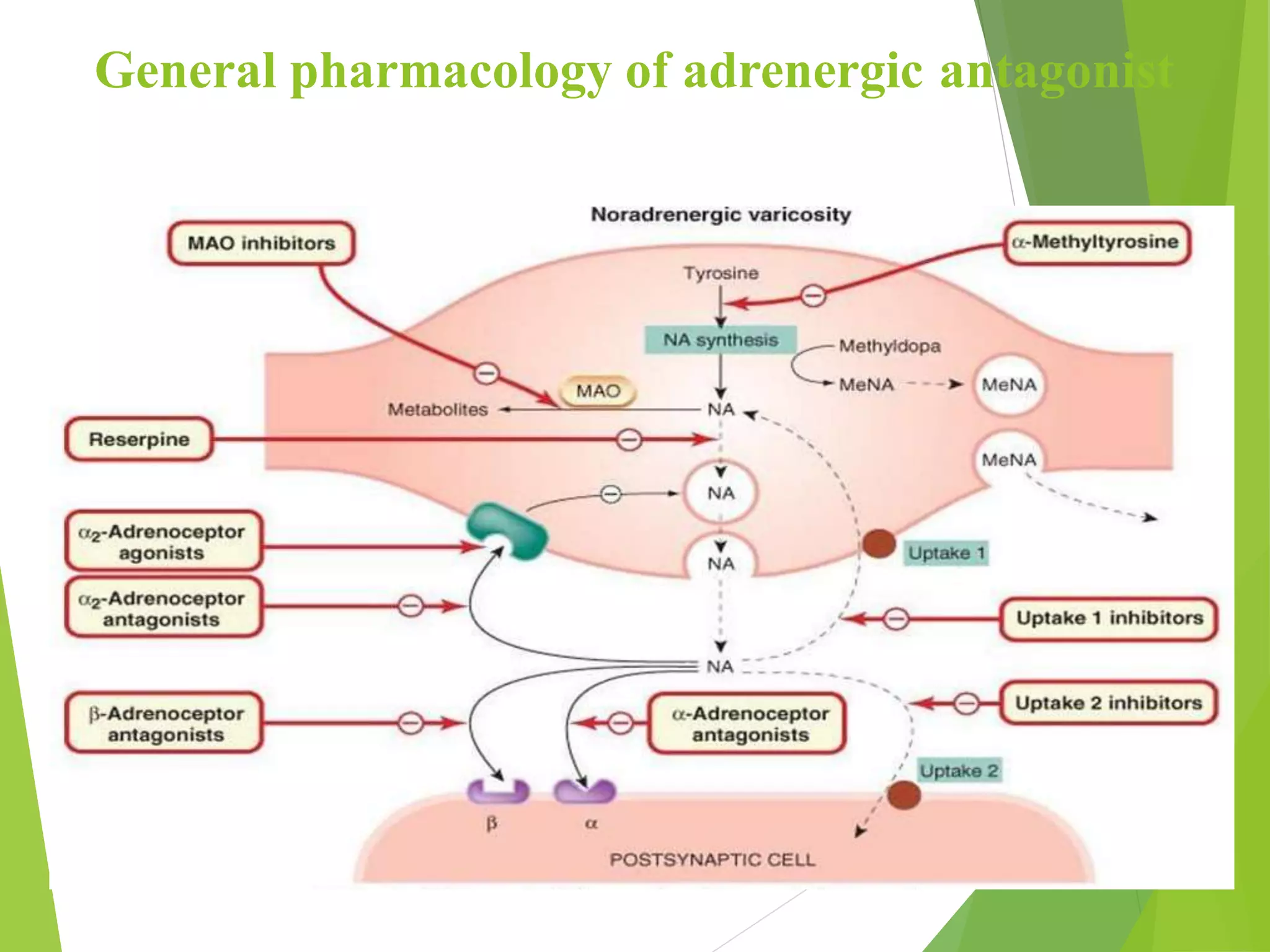 UNIT II: DRUGS ACTING ON AUTONOMIC NERVOUS SYSTEM | PPTX