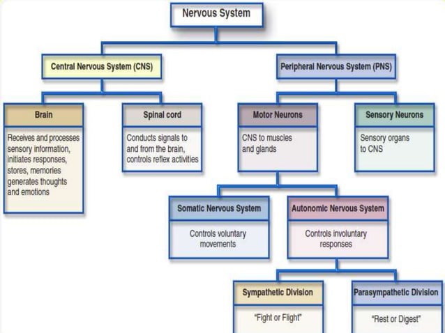 UNIT II: DRUGS ACTING ON AUTONOMIC NERVOUS SYSTEM | PPTX