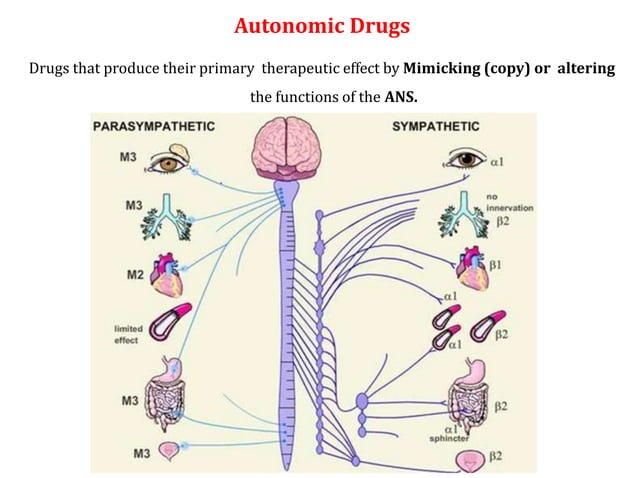 UNIT II: DRUGS ACTING ON AUTONOMIC NERVOUS SYSTEM | PPTX