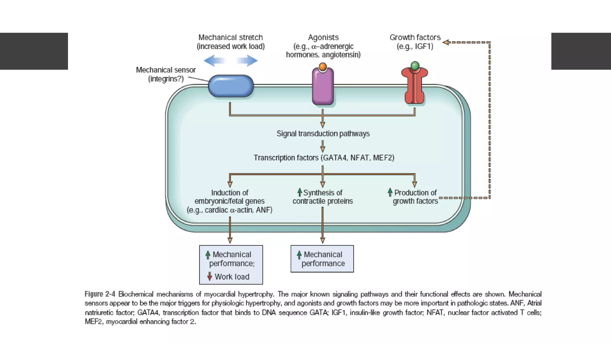 Ch 2 adaptations, cell injury, cell death | PPTX