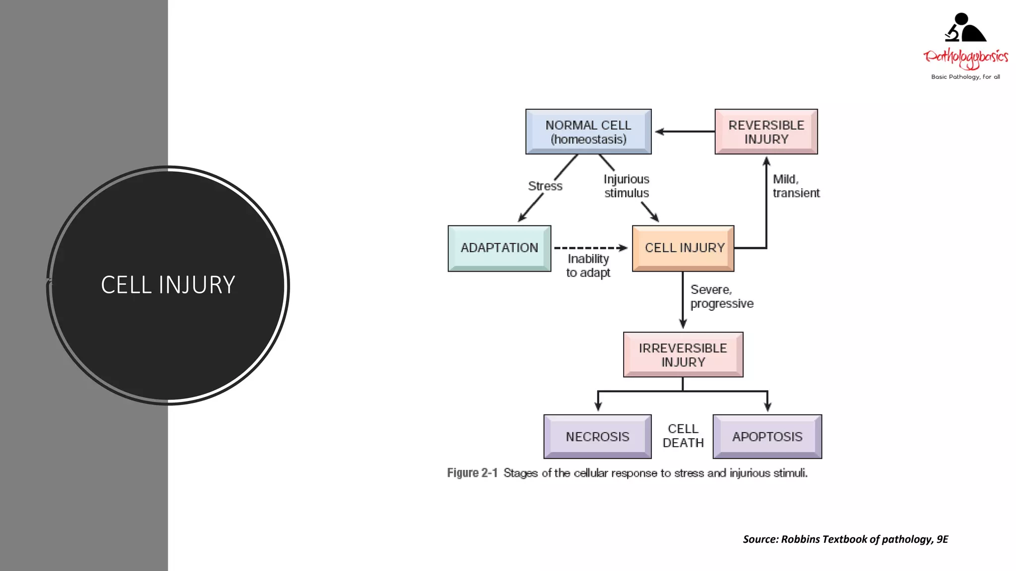 Ch 2 adaptations, cell injury, cell death | PPTX