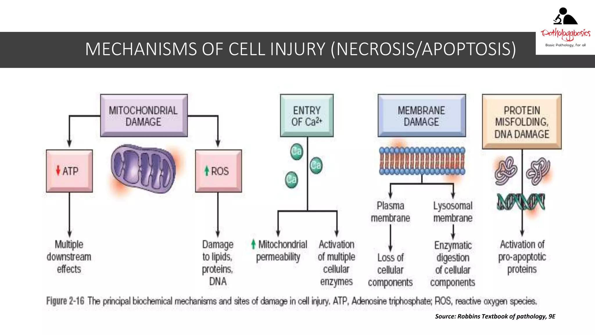 Ch 2 adaptations, cell injury, cell death | PPTX