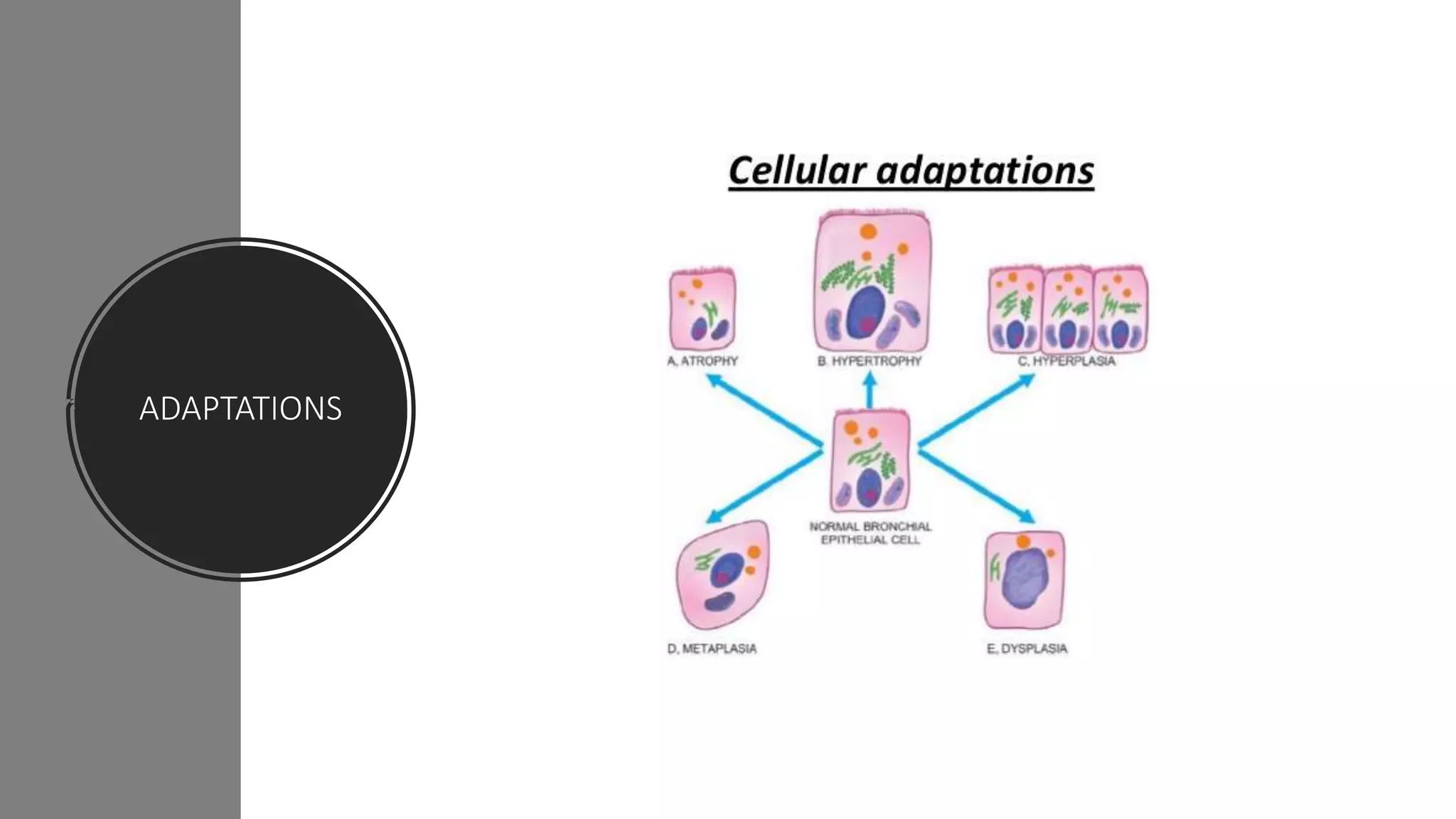 Ch 2 adaptations, cell injury, cell death | PPTX