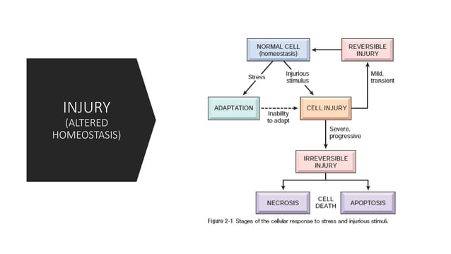 Ch 2 adaptations, cell injury, cell death | PPTX | Endocrine and ...