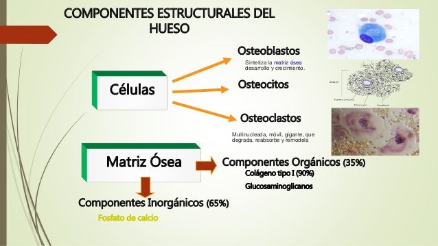 tejido oseo HISTOLOGIA PRIMER SEMESTRE