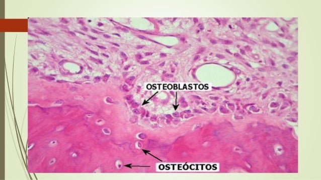 tejido oseo HISTOLOGIA PRIMER SEMESTRE