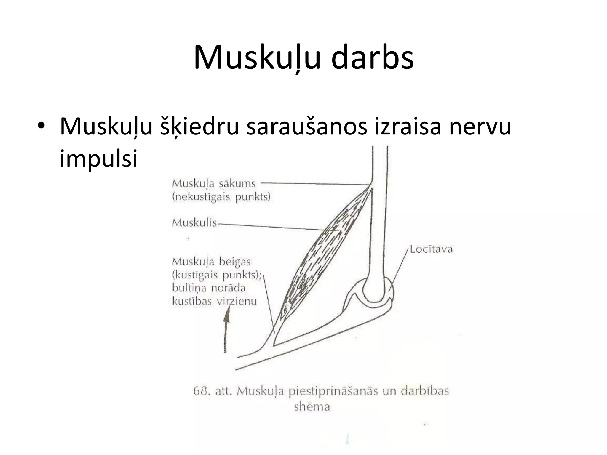 Skeleta muskulatūra | PPTX