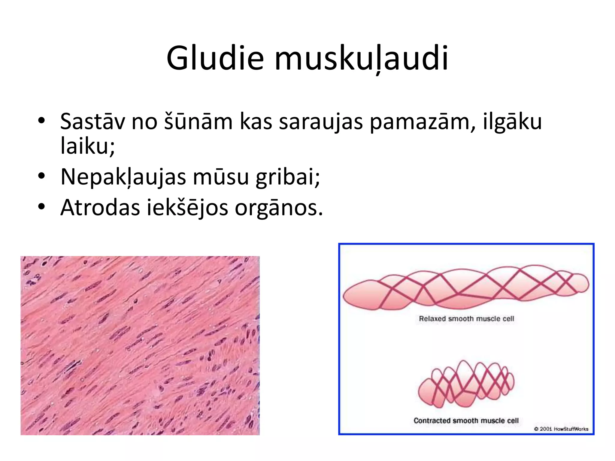 Skeleta muskulatūra | PPTX