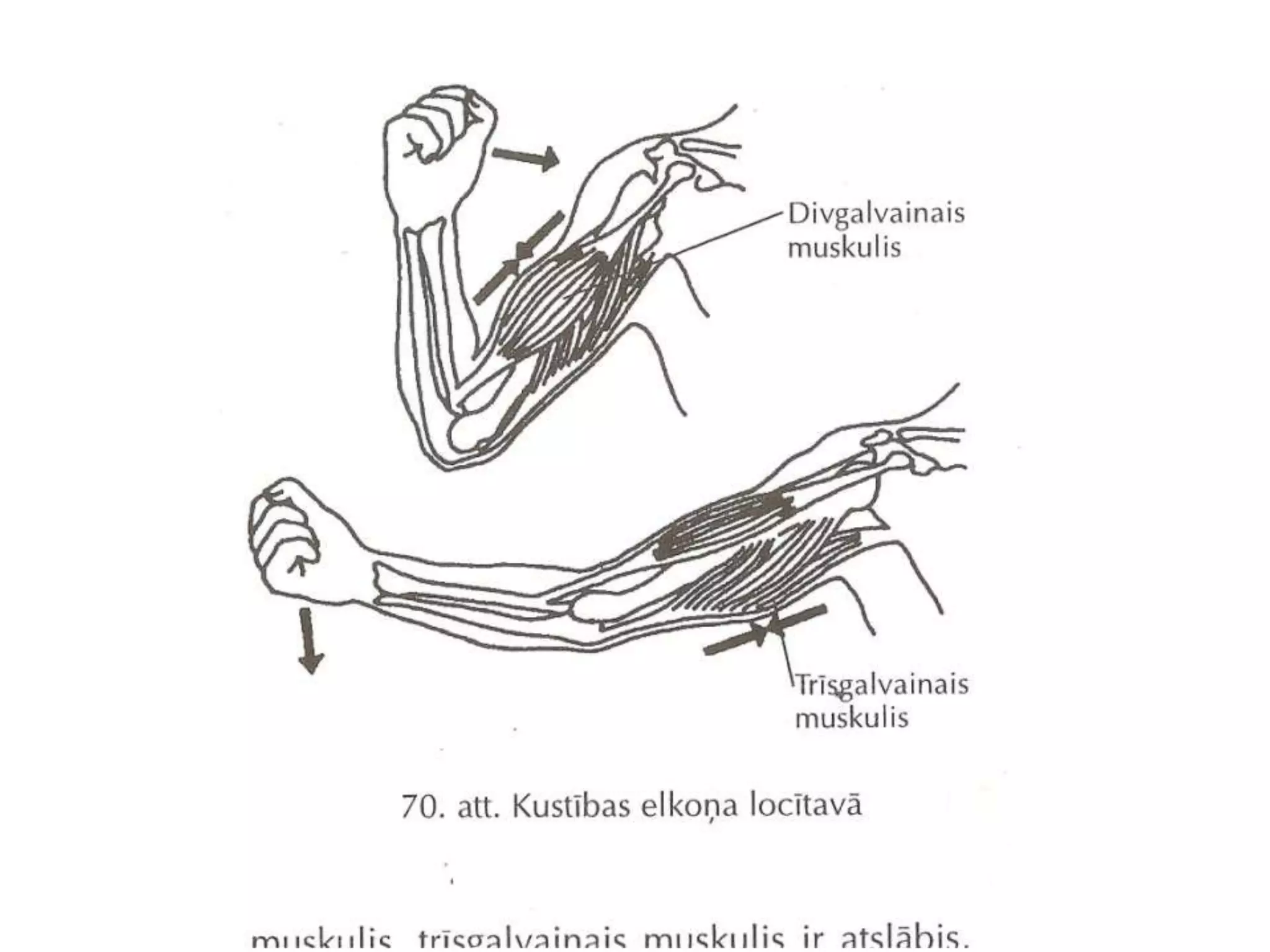 Skeleta muskulatūra | PPTX