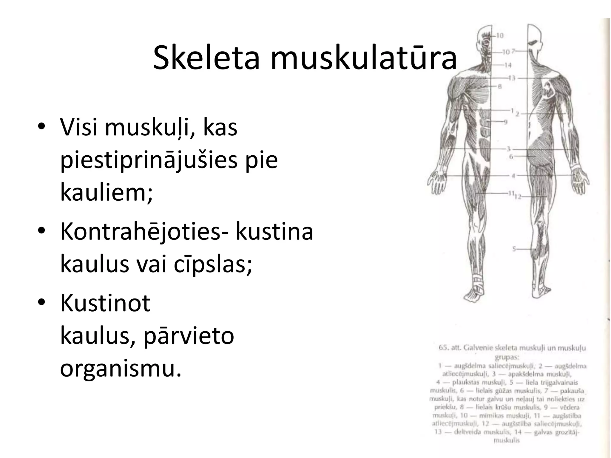 Skeleta muskulatūra | PPTX