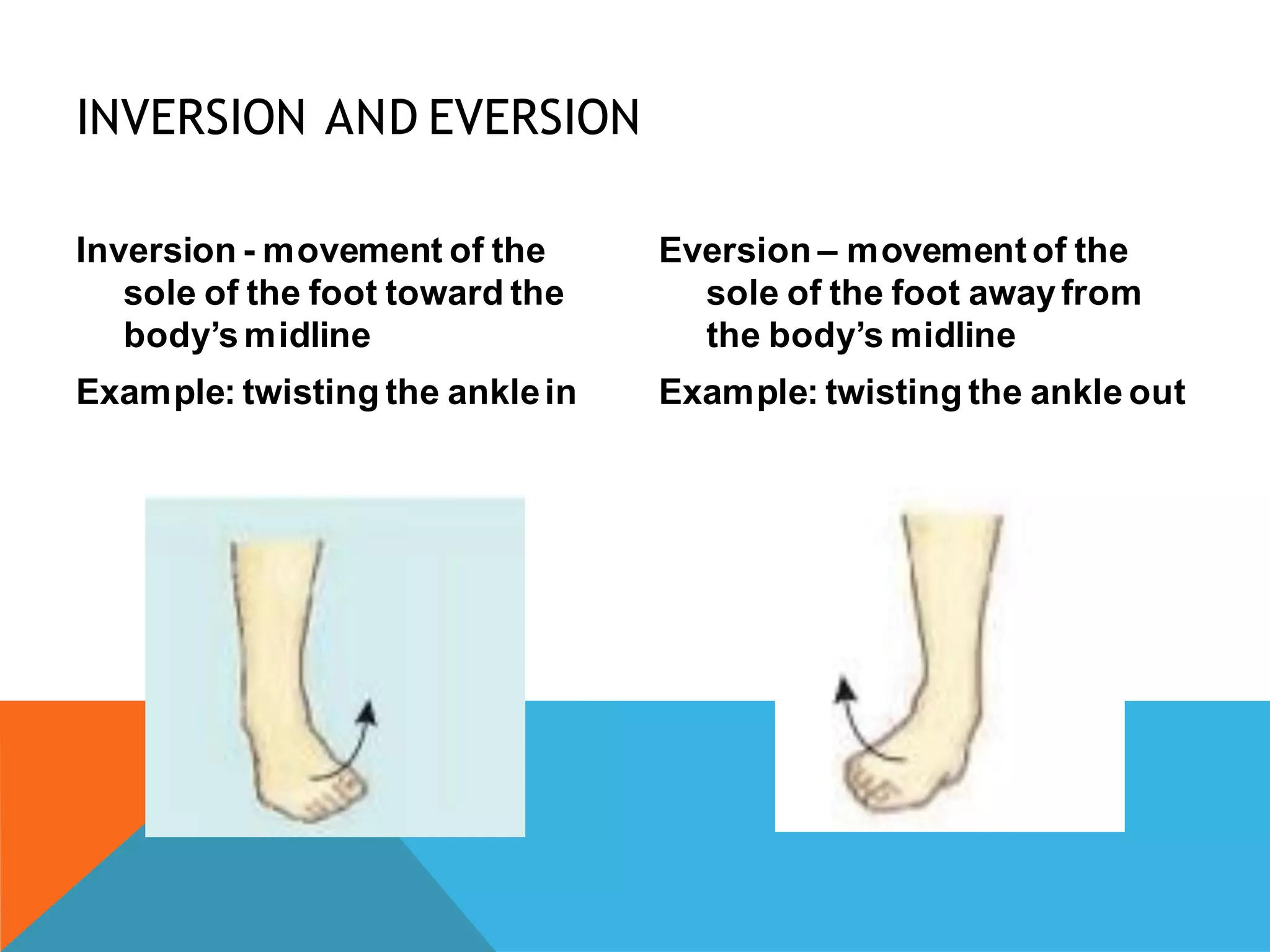 Terminology of movement in anatomy, flexion extension hyperextension ...