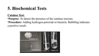 Tests in Microbiology Lab - Microbiology for Lab Technicians | PPT