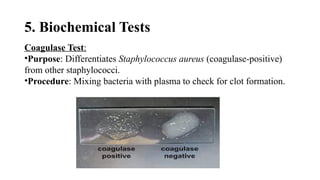 Tests in Microbiology Lab - Microbiology for Lab Technicians | PPT